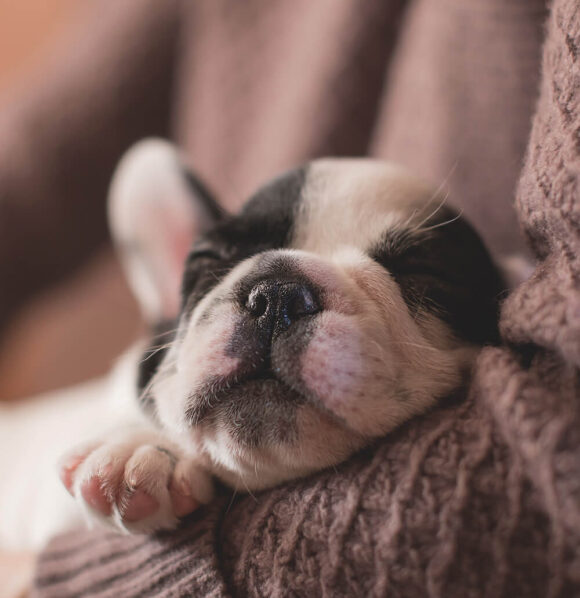 About Us | Rescued Rascals