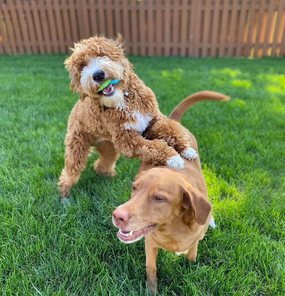 About Us | Rescued Rascals