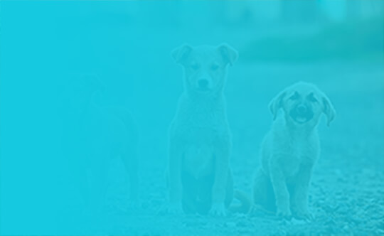 Rescued Rascals | Placing dogs into loving forever homes.