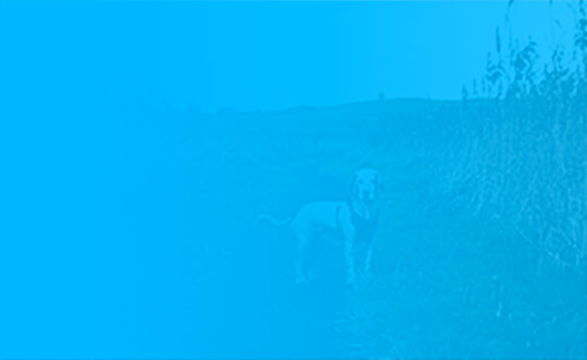 Rescued Rascals | Placing dogs into loving forever homes.